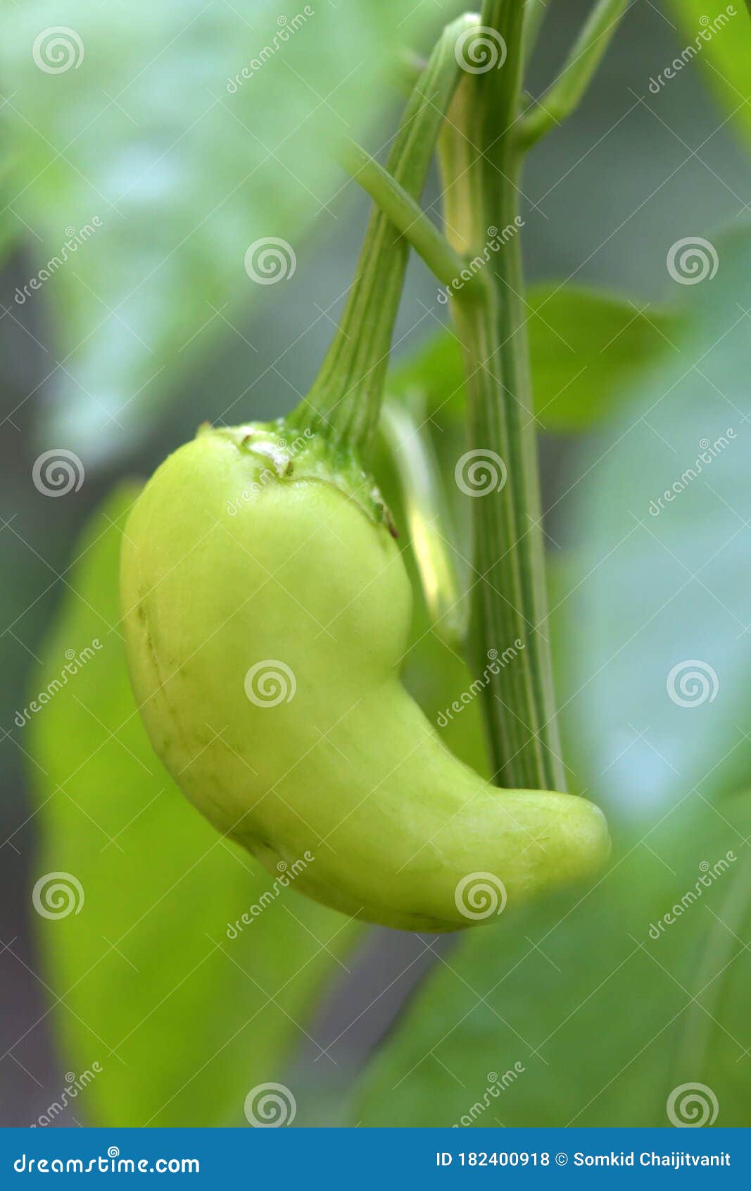 A Close Up Shot of a Green Bell Pepper Tree in the Garden Stock Photo ...