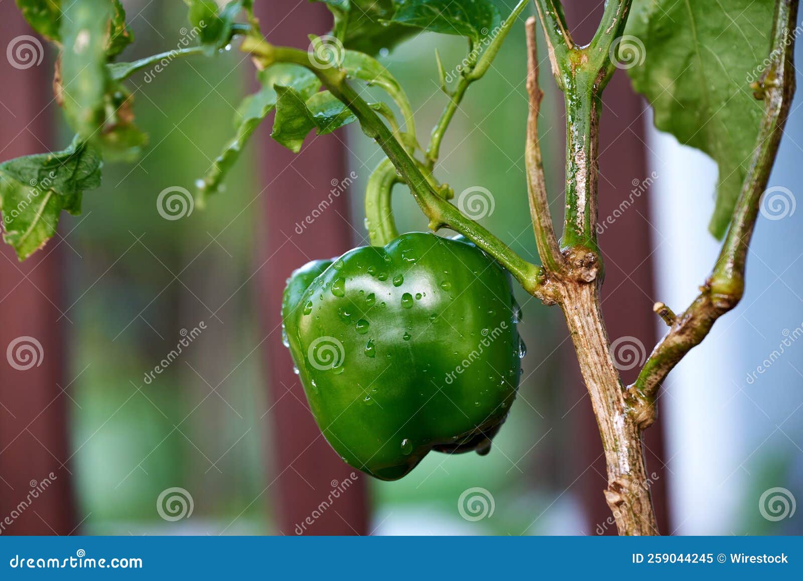 Green Bell Pepper with Water Drops Stock Image - Image of bell, tasty ...