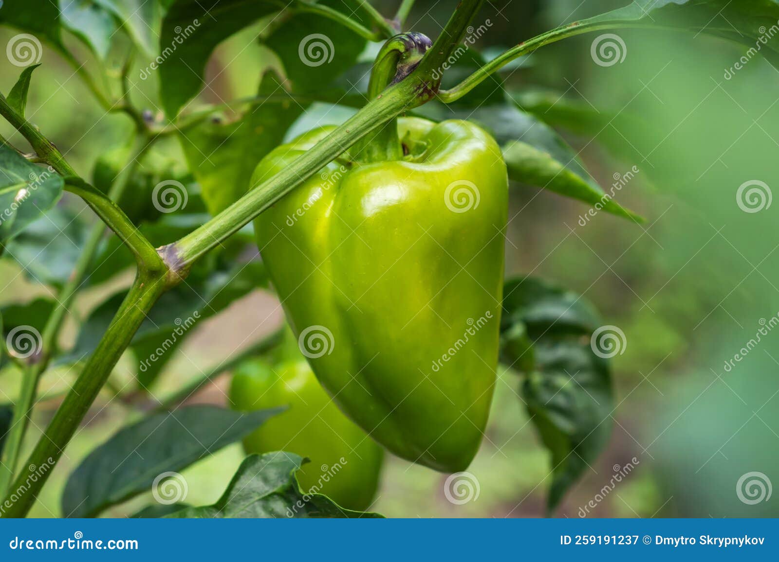 Green Bell Peppers in the Garden Release Toxins Stock Image - Image of ...