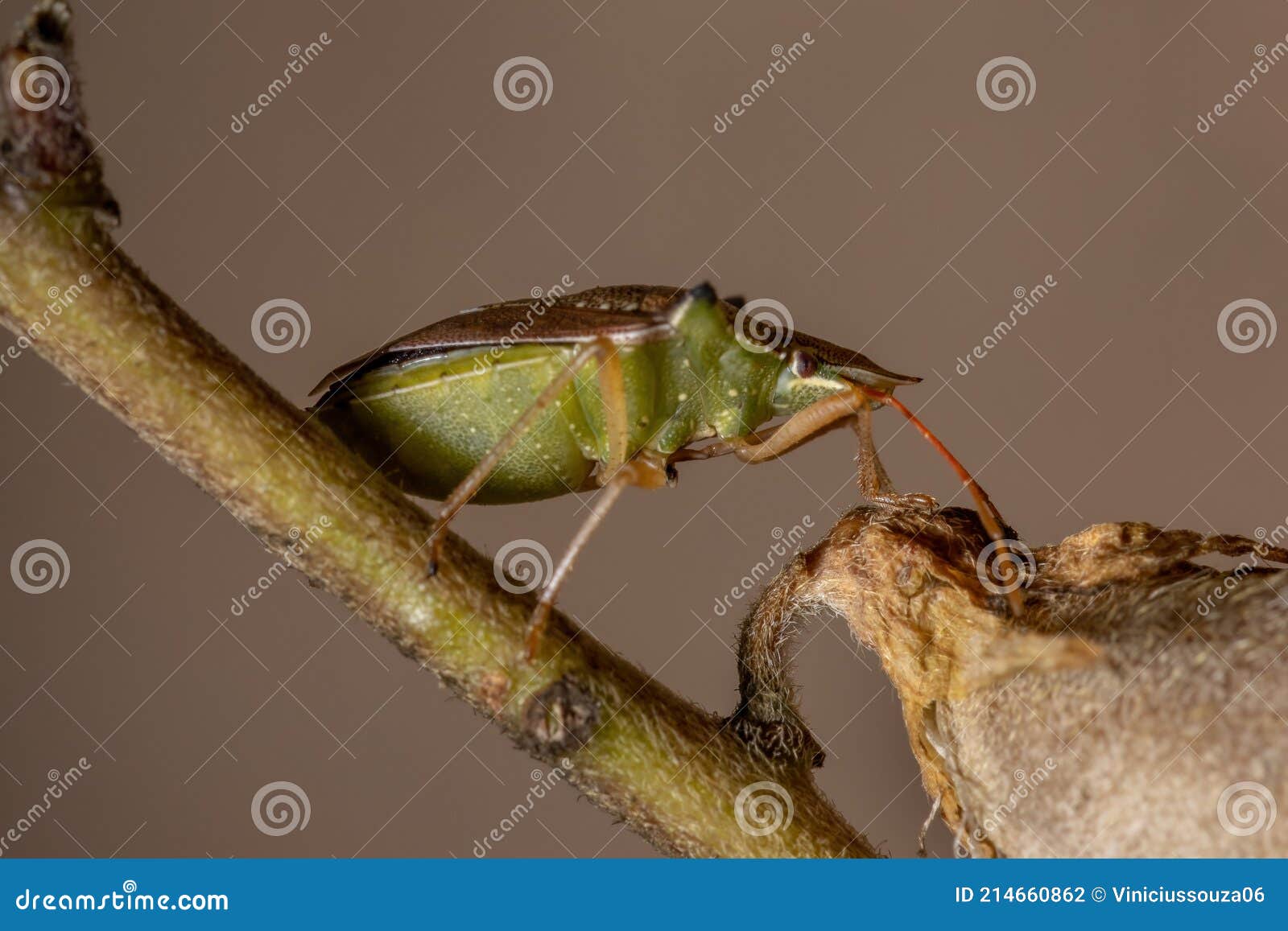 Green belly bug stock photo. Image of isolated, diceraeus - 214660862