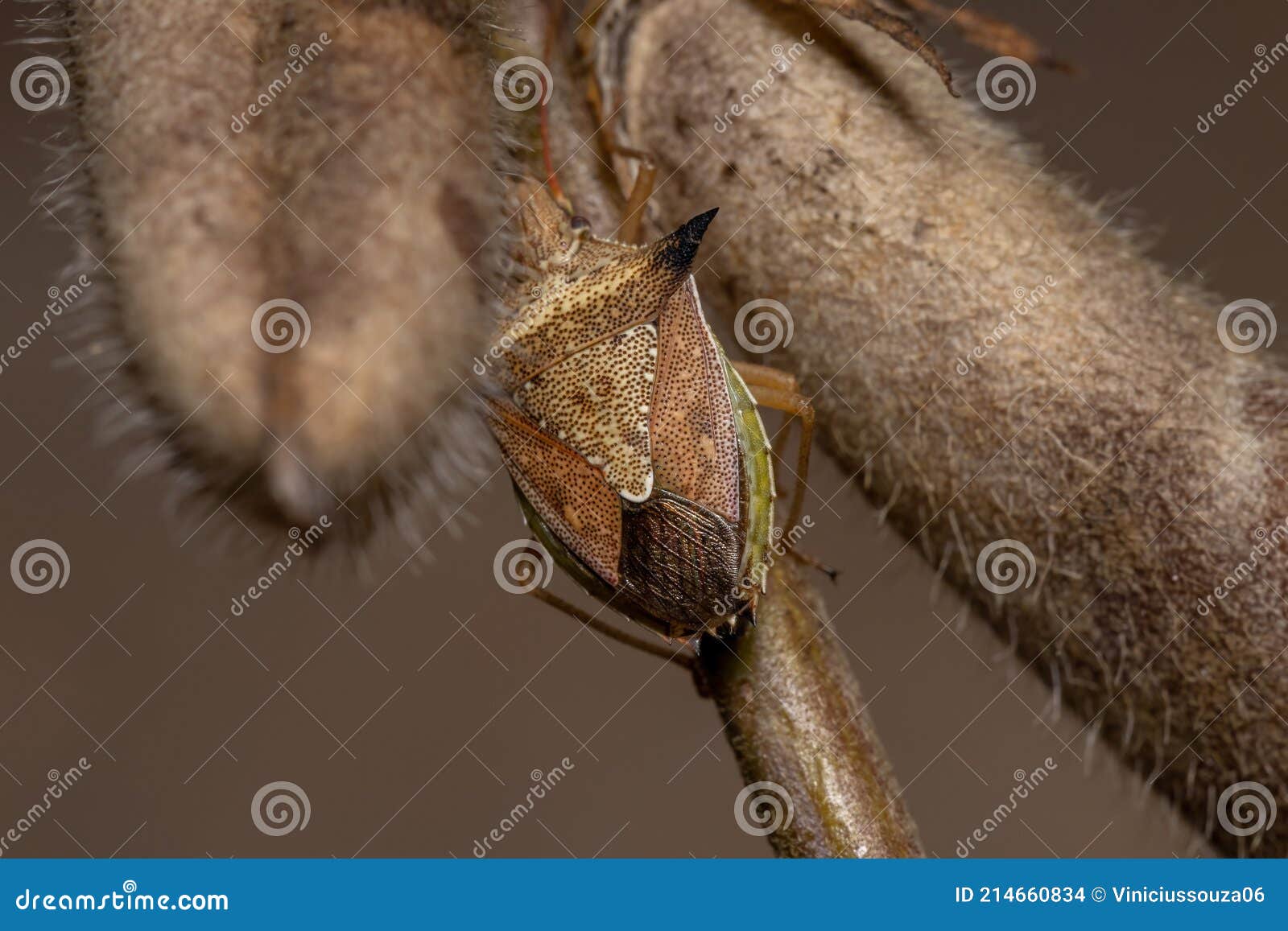 Green belly bug stock photo. Image of hemipteran, insect - 214660834