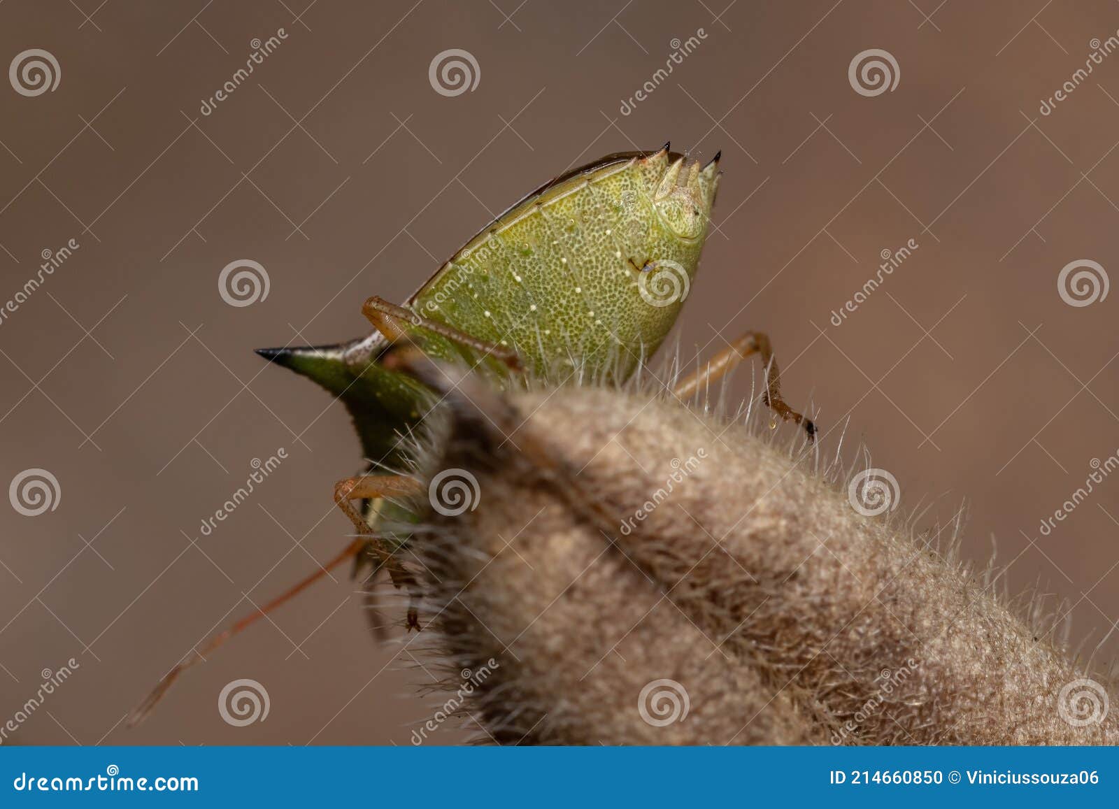 Green belly bug stock photo. Image of detail, creature - 214660850