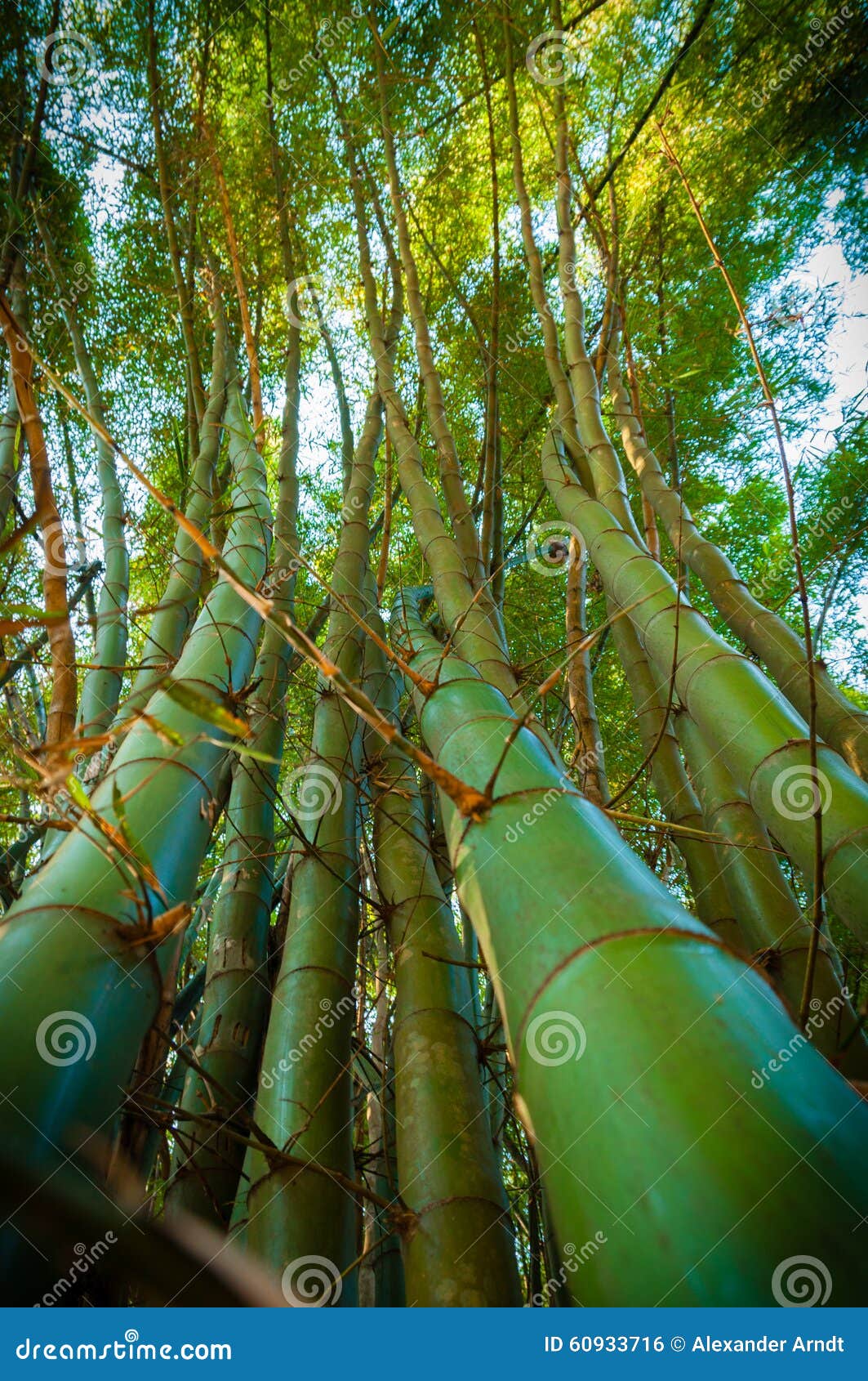 Green bent Bamboo trees stock photo. Image of bamboo - 60933716