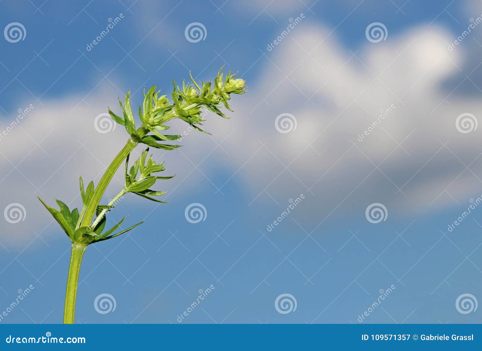 Green, Bent Plant in Front of Blue Sky Stock Image - Image of green ...