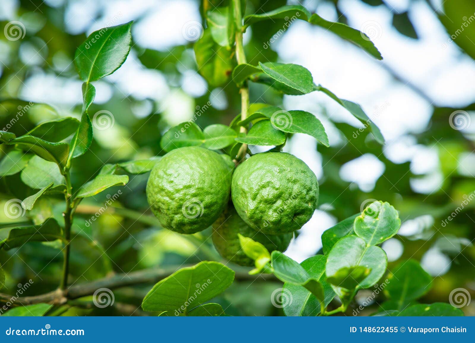 Green bergamot on tree stock image. Image of kaffir - 148622455