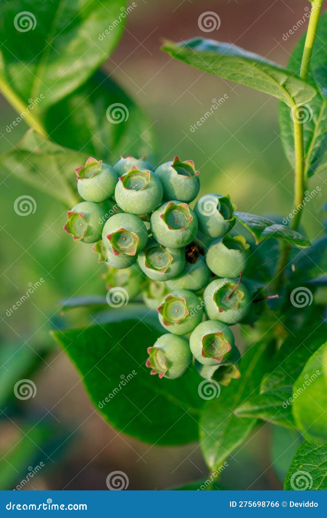 Green berries blueberries stock photo. Image of antioxidant - 275698766