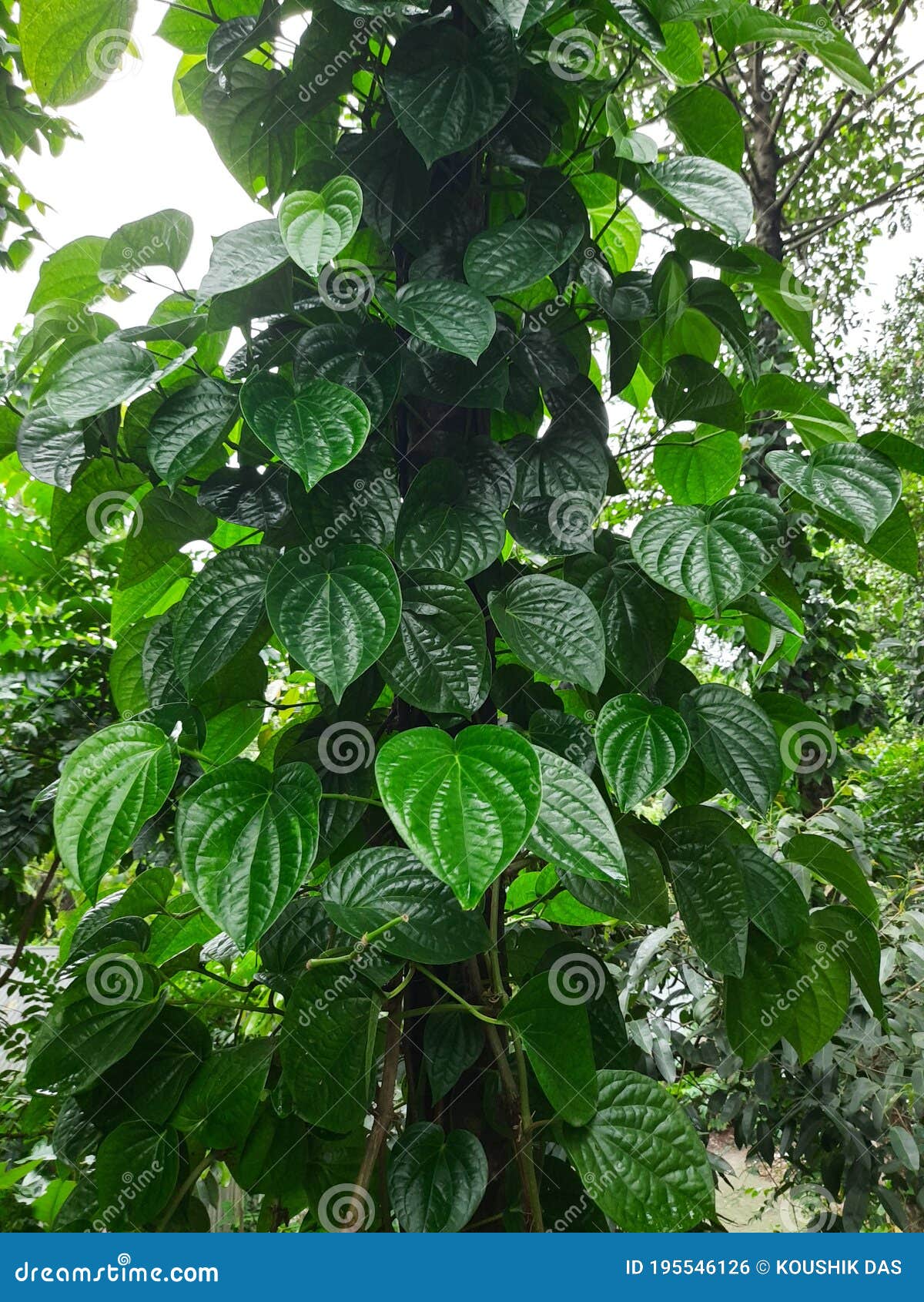 Betal Leaf, Piper Betle, Species,Betal Plant Royalty-Free Stock Image ...