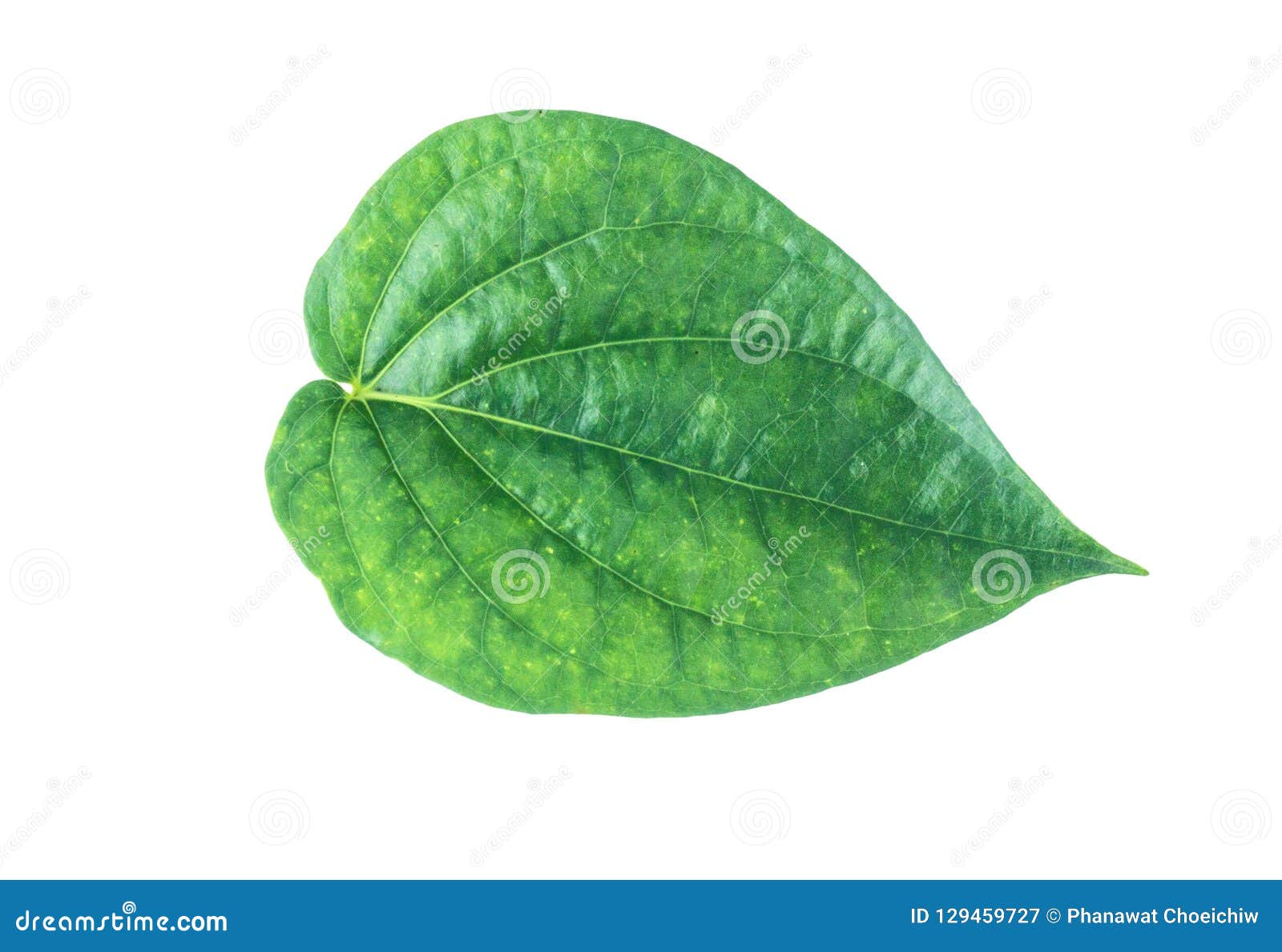 Green Betel Leaf Isolated On The Gray Background With Clipping P Stock ...