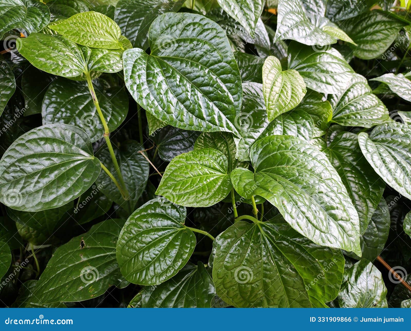 The Green Betel Leaf Plant Looks Fresh Stock Photo - Image of tree ... The Green Betel Leaf Plant Looks Fresh Stock Photo - Image of tree ...