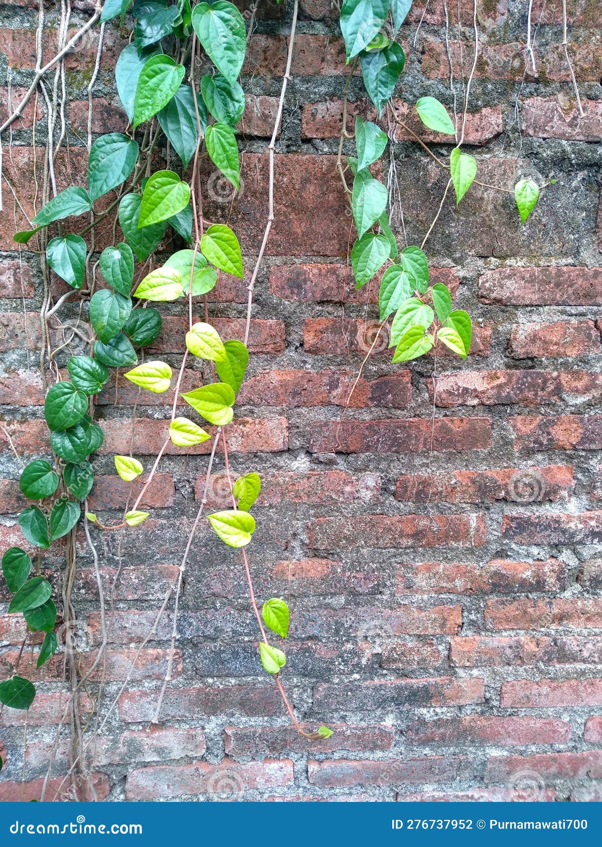 Green Betel Leaf Propagate on the Wall Stock Photo - Image of garnish ...