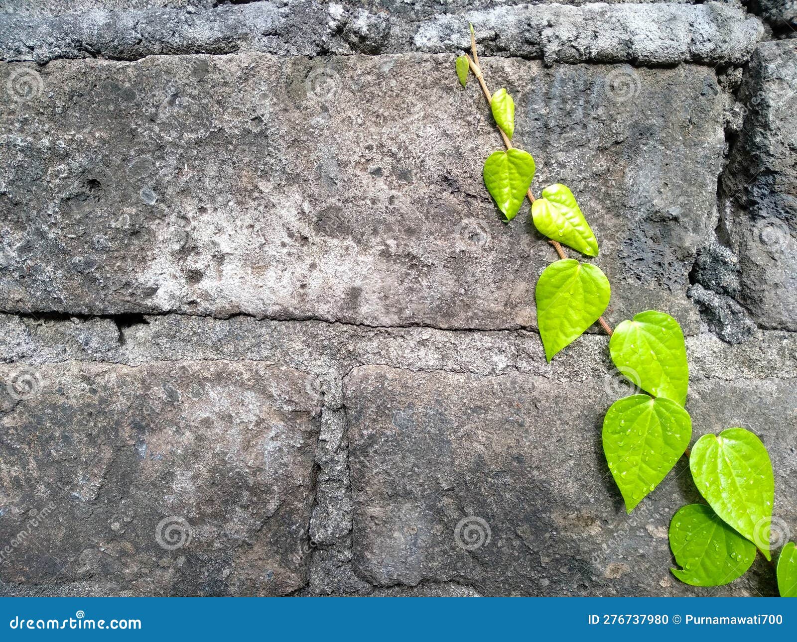 Green Betel Leaf Propagate on the Wall Stock Photo - Image of beat ...