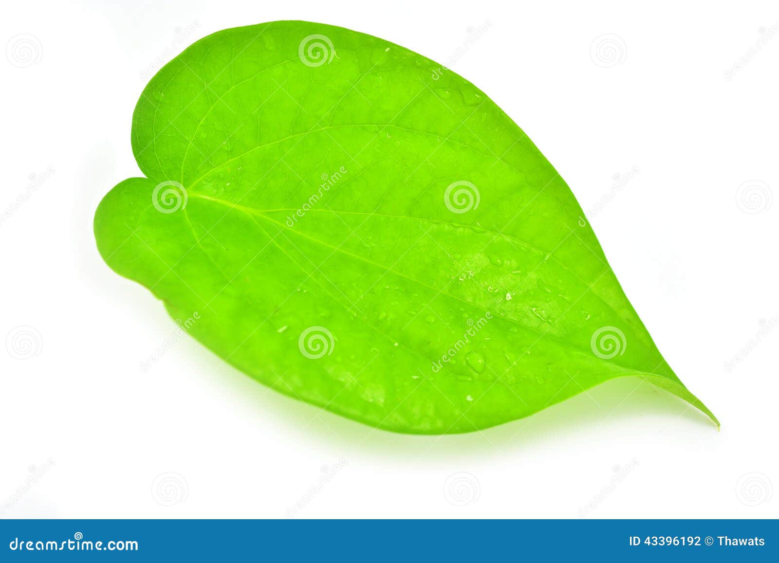 Green betel leaf stock photo. Image of asian, eating - 43396192