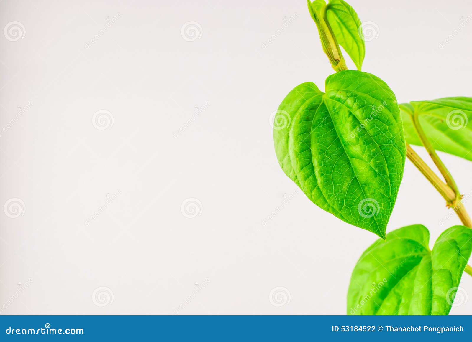 Green betel leaf stock photo. Image of thai, green, piper - 53184522