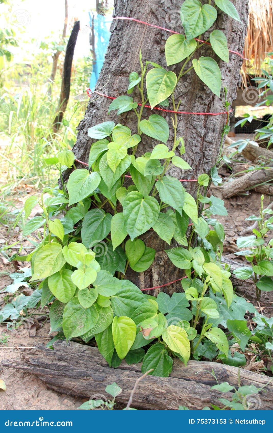Green betel stock image. Image of creeper, shape, flora - 75373153