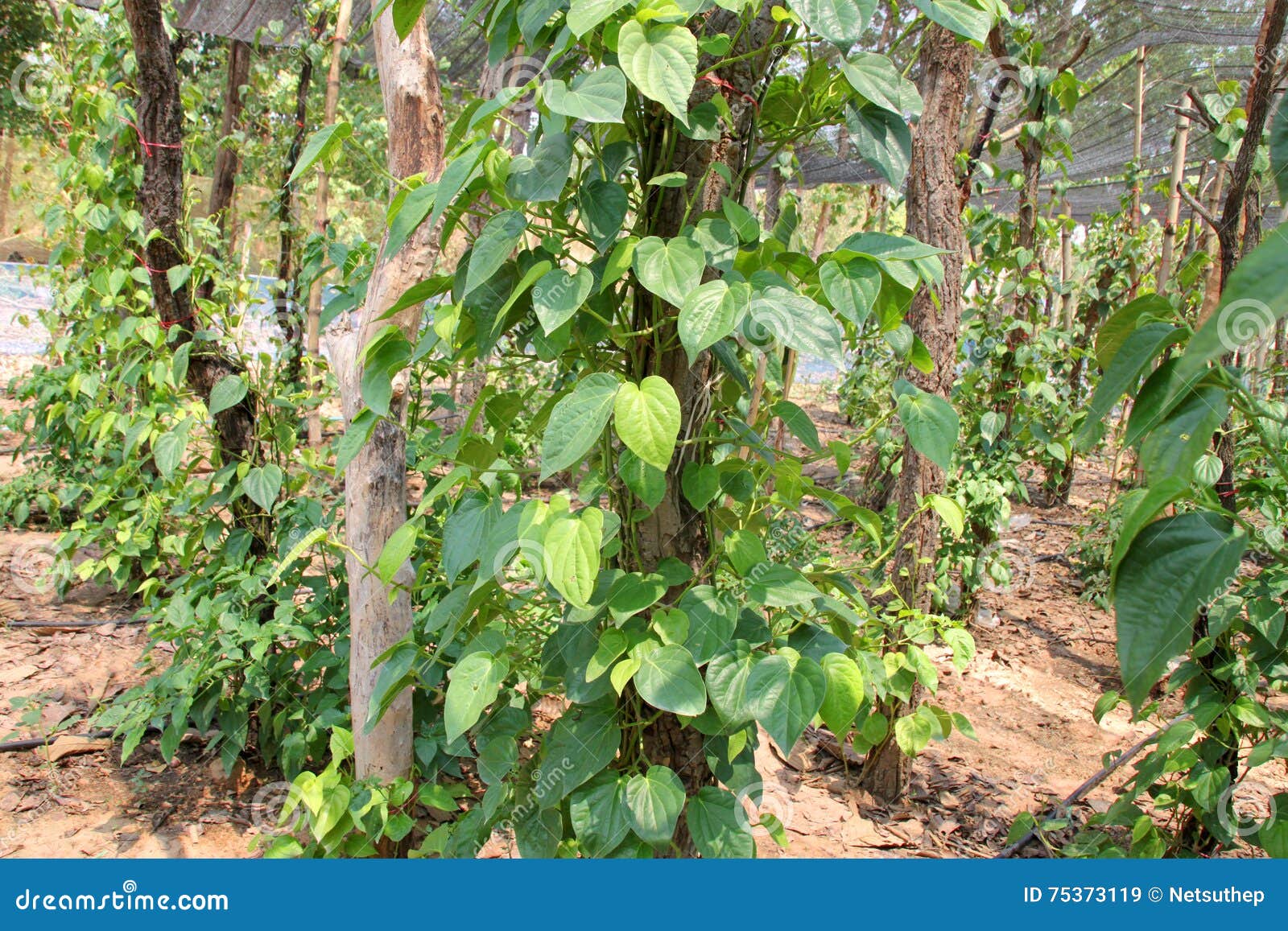 Green betel stock image. Image of culture, cultivated - 75373119