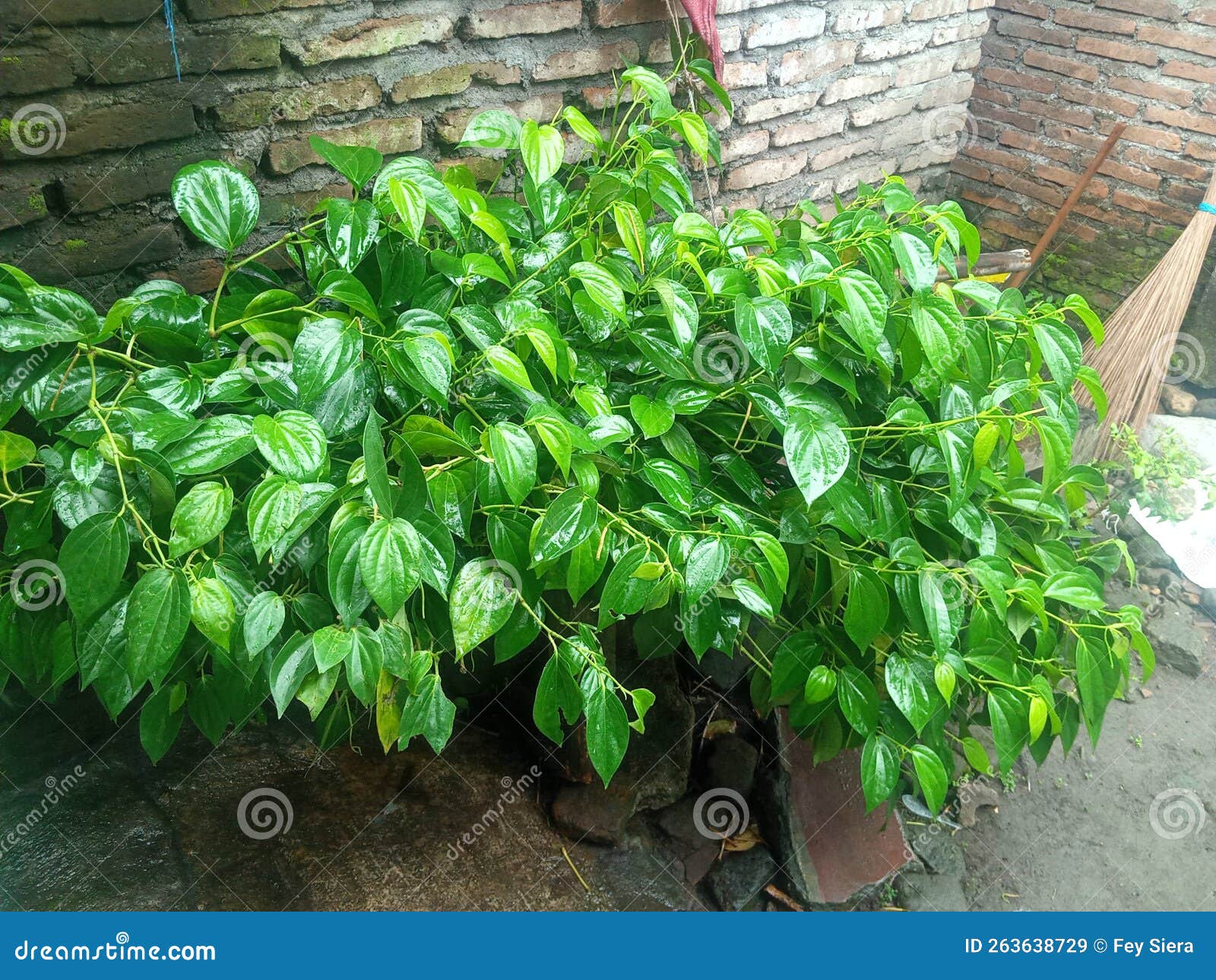 Yard Betel Leaf With Vine Roots. Stock Photo | CartoonDealer.com #213366084