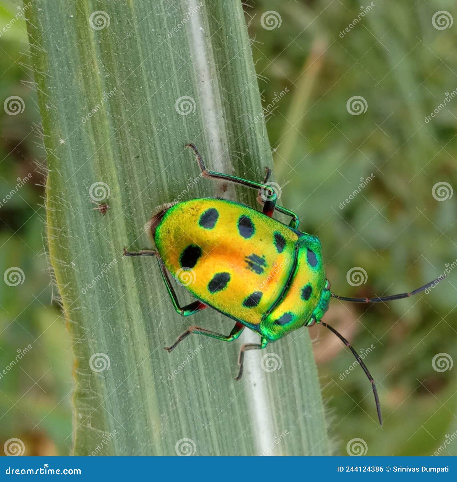 Green Bettle on Plant Having Dots Stock Photo - Image of jowal, plant ...