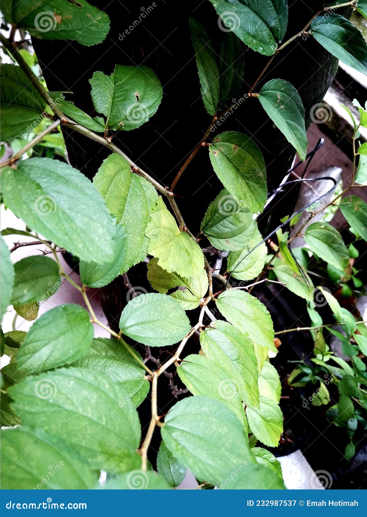 Green Bidara Leaves Attached To the Tree. Stock Image - Image of leaves ...