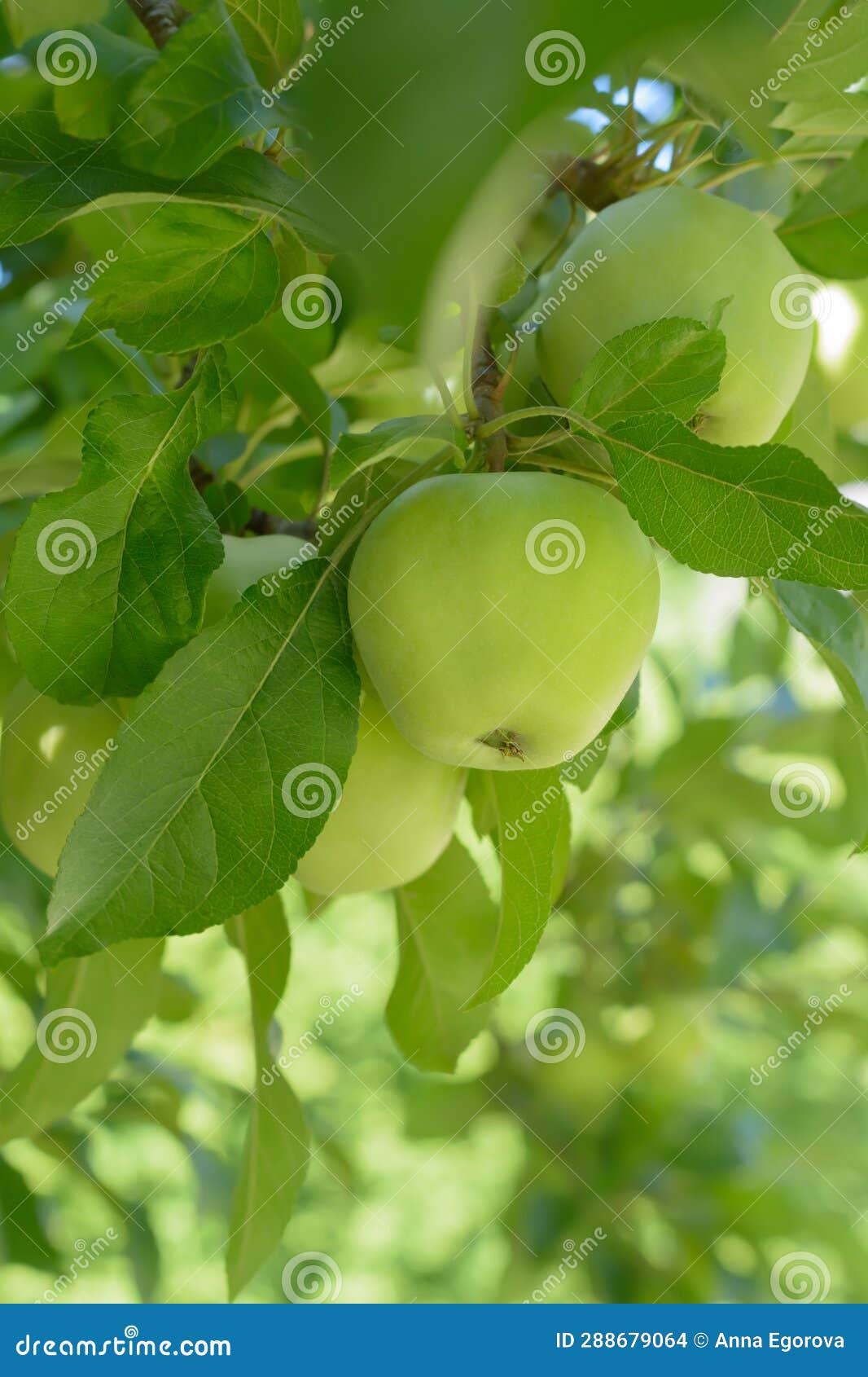 Green Big Apple Ripening on a Branch Against a Blurred Background Stock ...