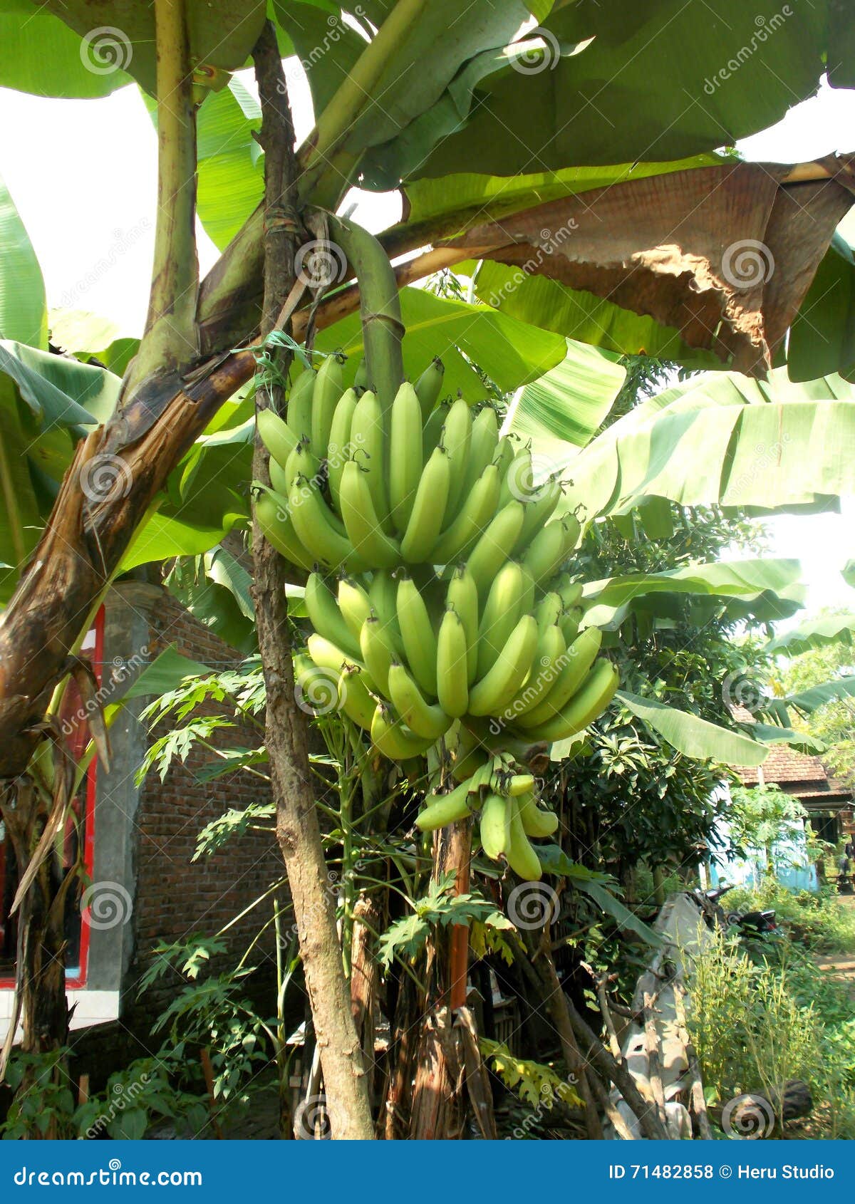 Green Big Banana Hanging on the Banana Tree Stock Photo - Image of ...