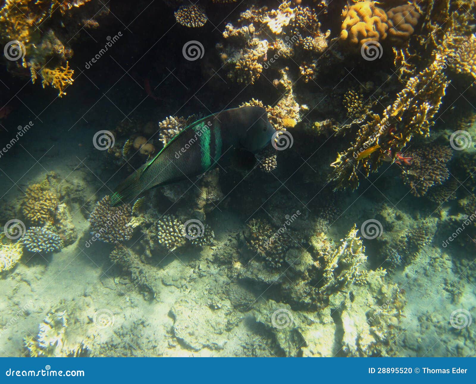 Green big fish stock photo. Image of environment, life - 28895520