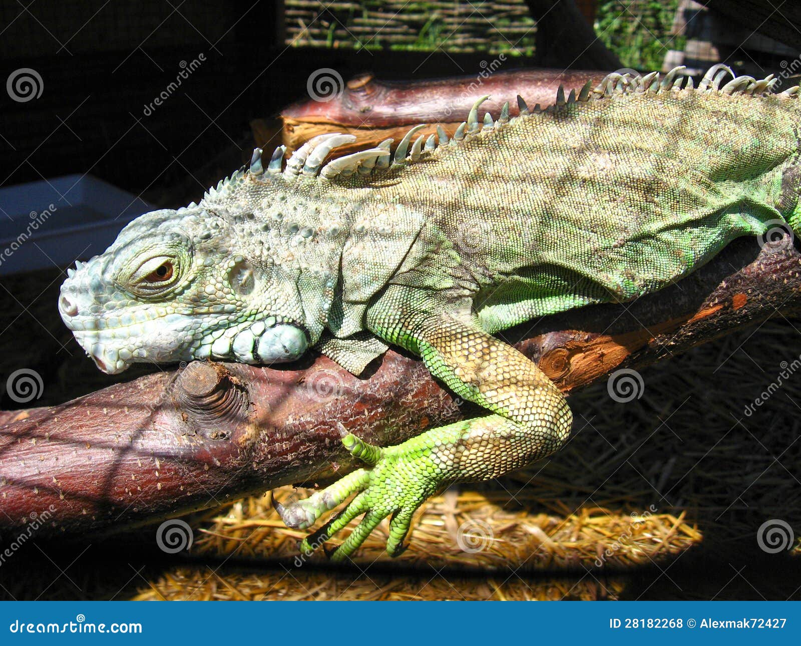 Green big iguana in zoo stock photo. Image of pets, iguana - 28182268