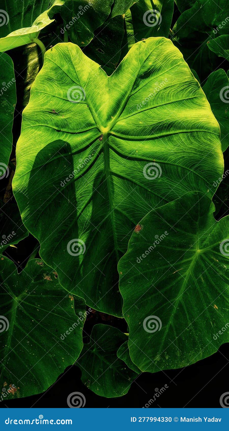 Green big Leaf pictures stock photo. Image of leaf, garden - 277994330