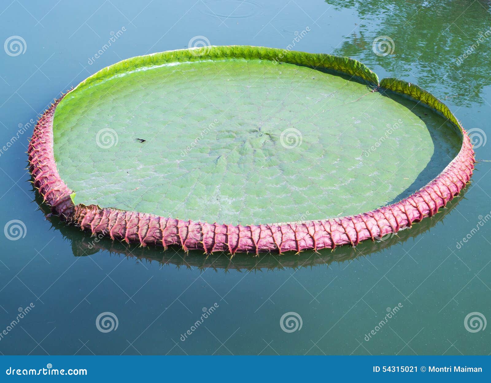 Green big lotus leaf. stock image. Image of nature, background - 54315021