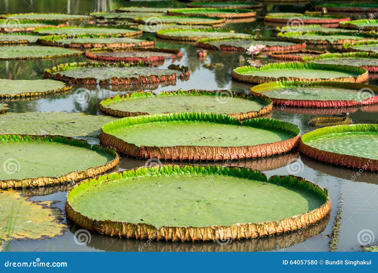 Green big lotus leaf stock photo. Image of background - 64057580