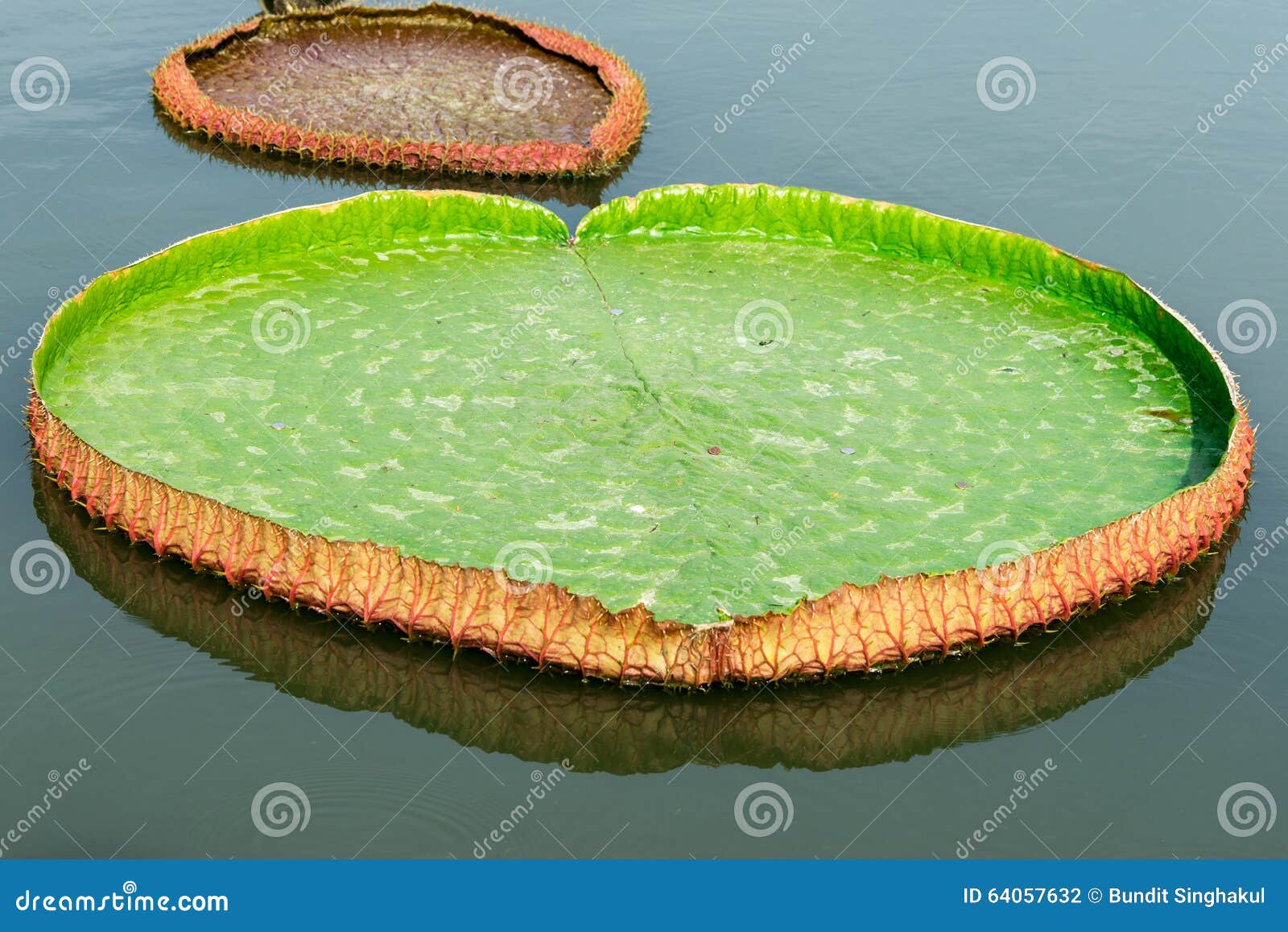 Green big lotus leaf stock photo. Image of pattern, nature - 64057632