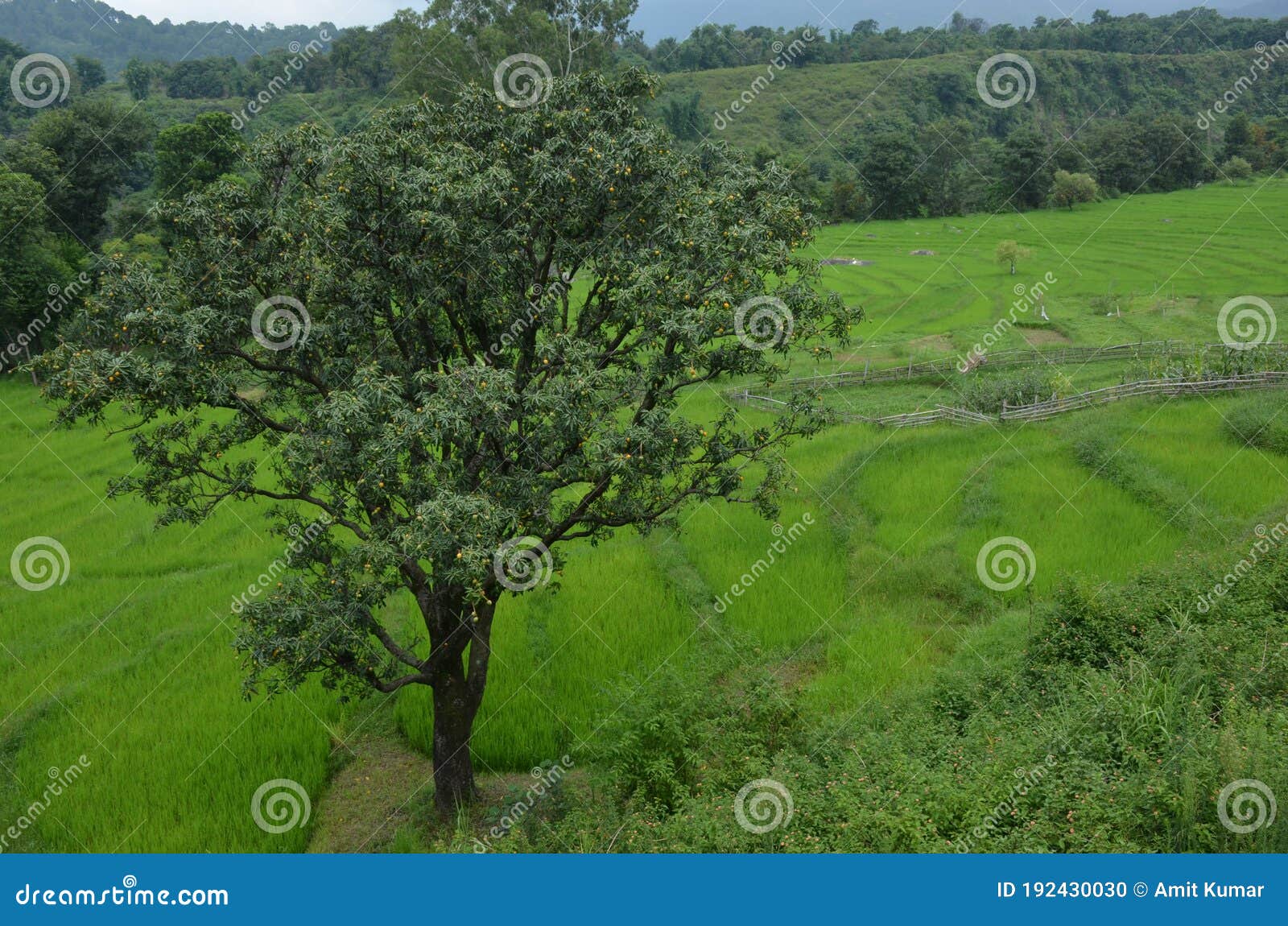 The Green Big Mango Tree with Raw Fruit in the Field Stock Photo ...