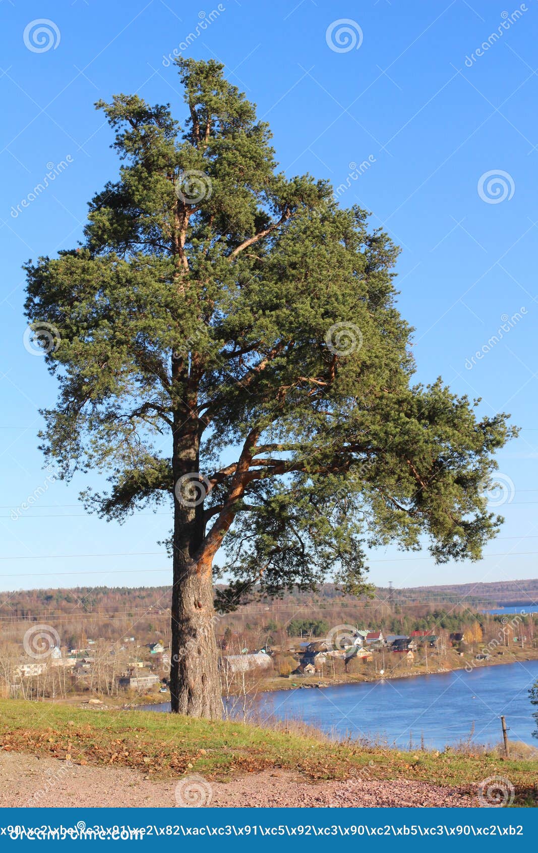 Green big spruce stock photo. Image of foliage, blue - 85545148