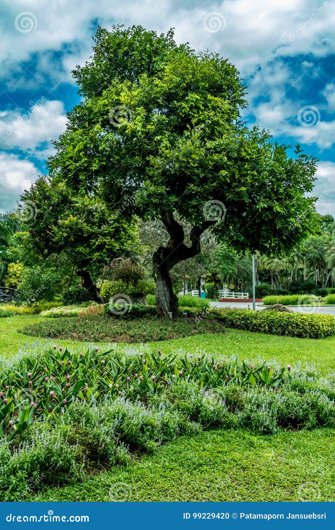 Green Big Tree in Beautiful Garden Stock Photo - Image of tree, plant ...