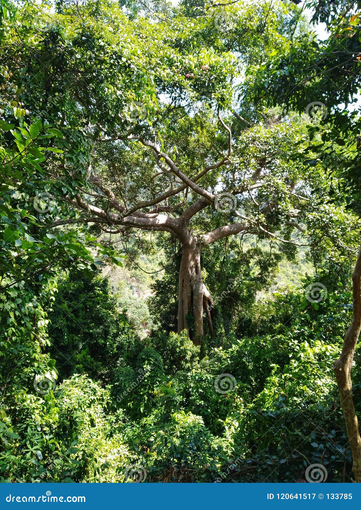 Green Big Tree in the Jungle Stock Image - Image of beautiful, outdoor ...