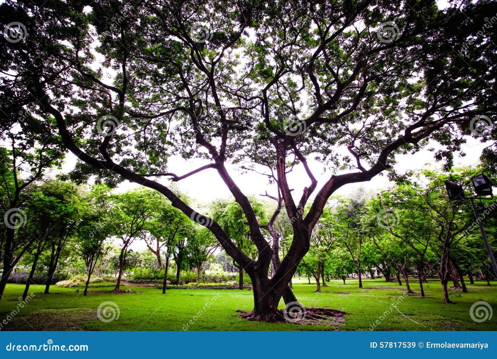 Green big tree in the park stock image. Image of agriculture - 57817539