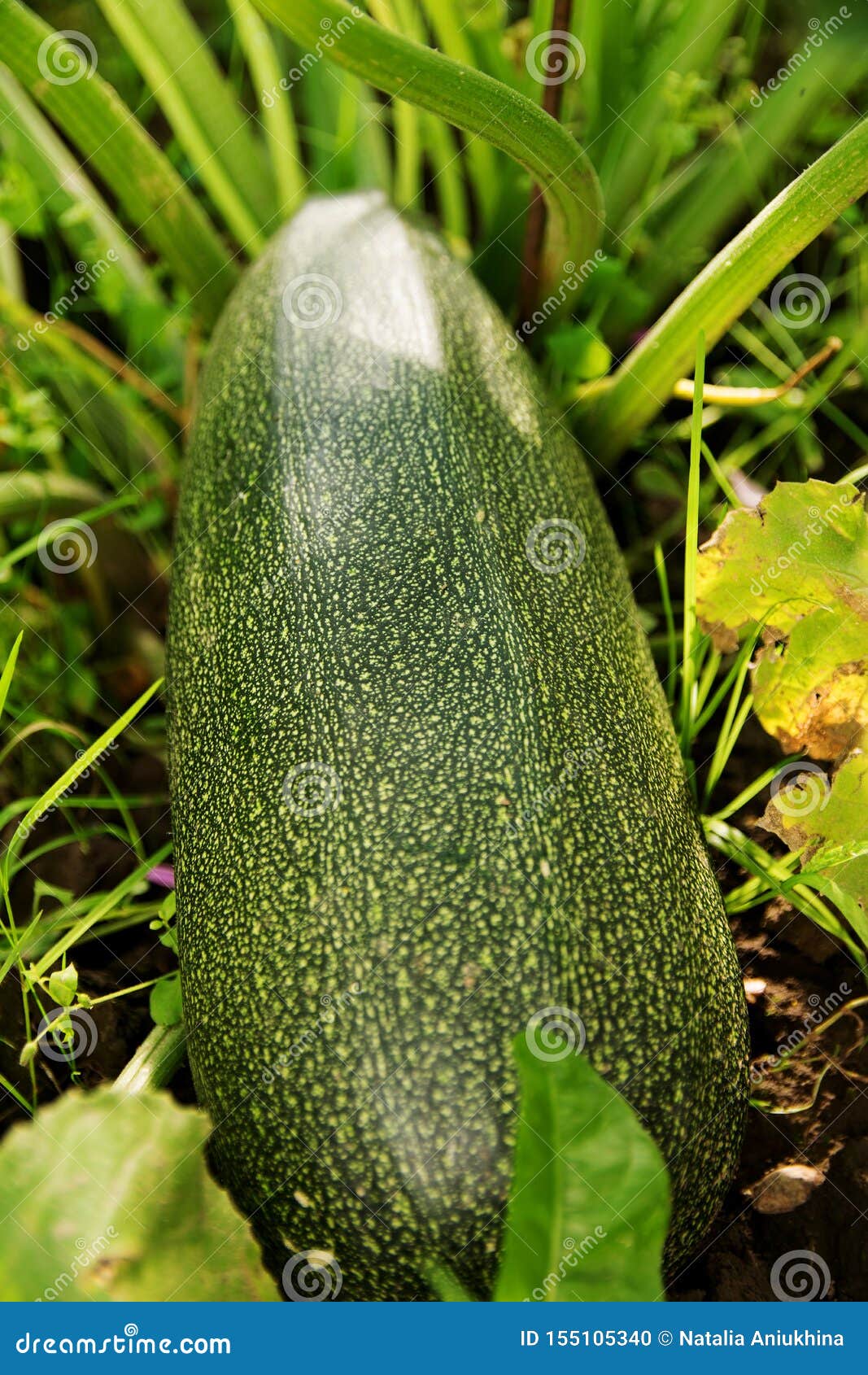 Green Big Vegetable Marrow Lies and Grows on a Bed Stock Photo - Image ...