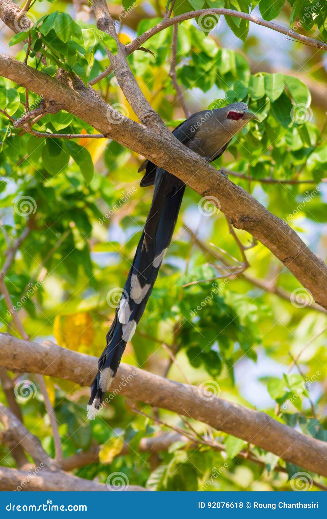 Green-billed Malkoha stock photo. Image of greenbilled - 92076618