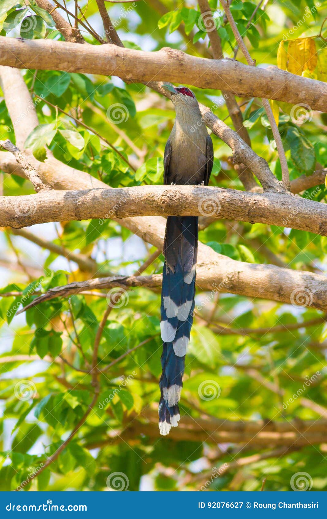 Green-billed Malkoha stock image. Image of backed, tail - 92076627