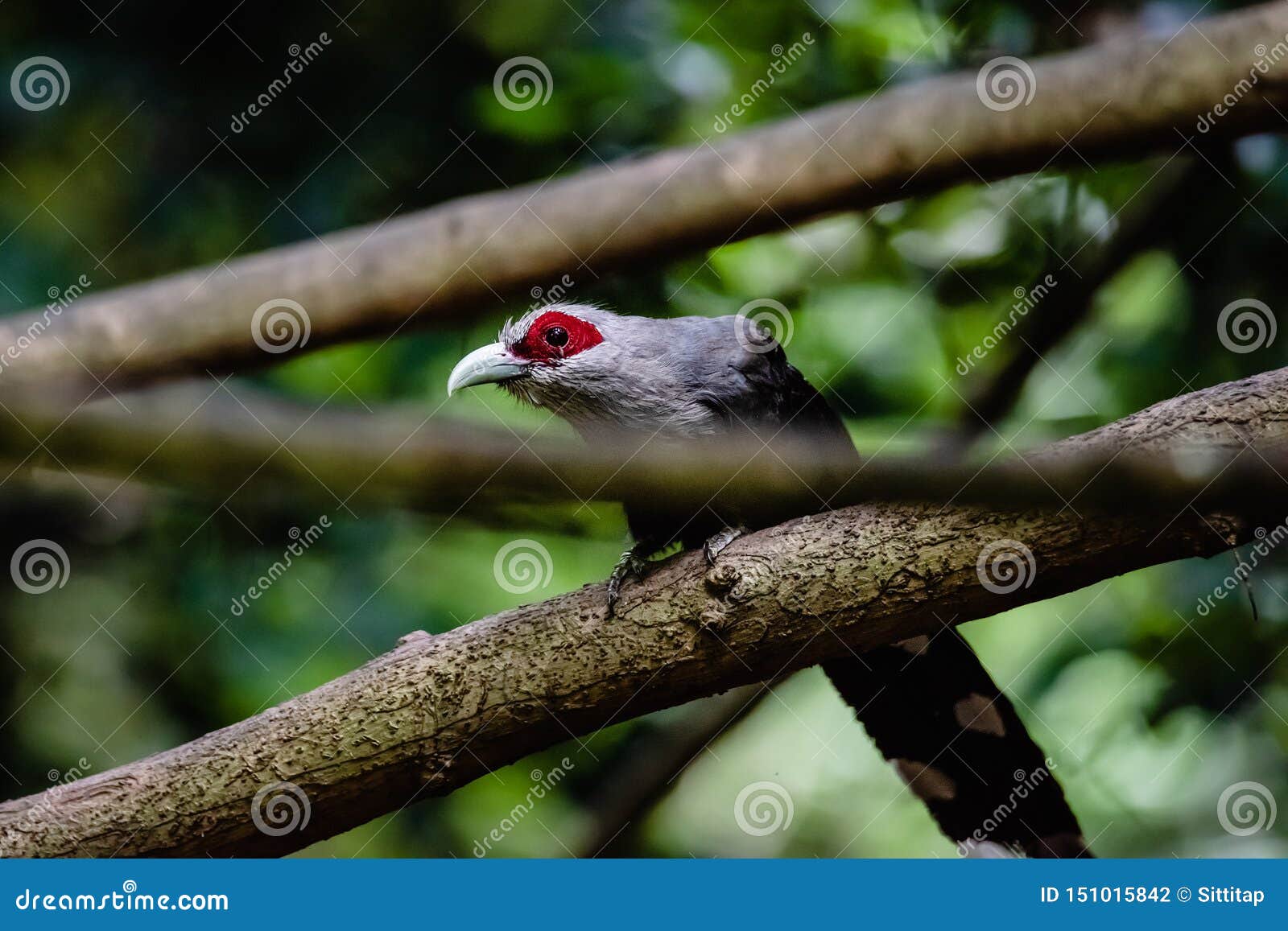 Green Billed Malkoha on Branch in the Forest Stock Photo - Image of ...