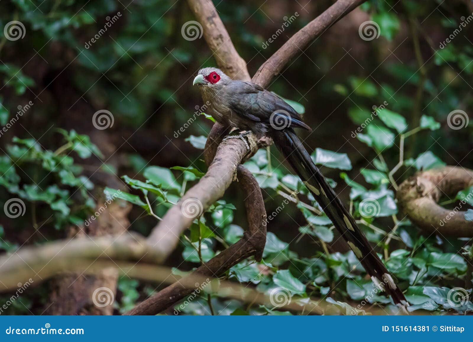 Green Billed Malkoha on Branch in the Forest Stock Image - Image of ...