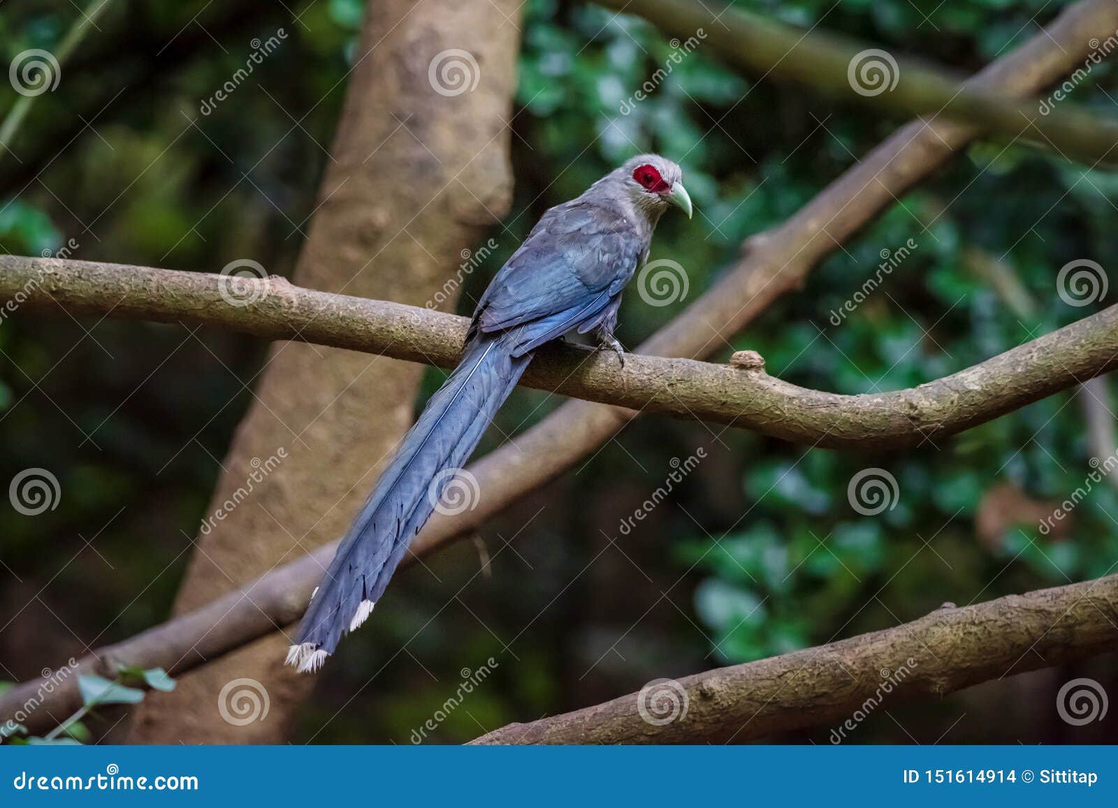 Green Billed Malkoha on Branch in the Forest Stock Photo - Image of ...