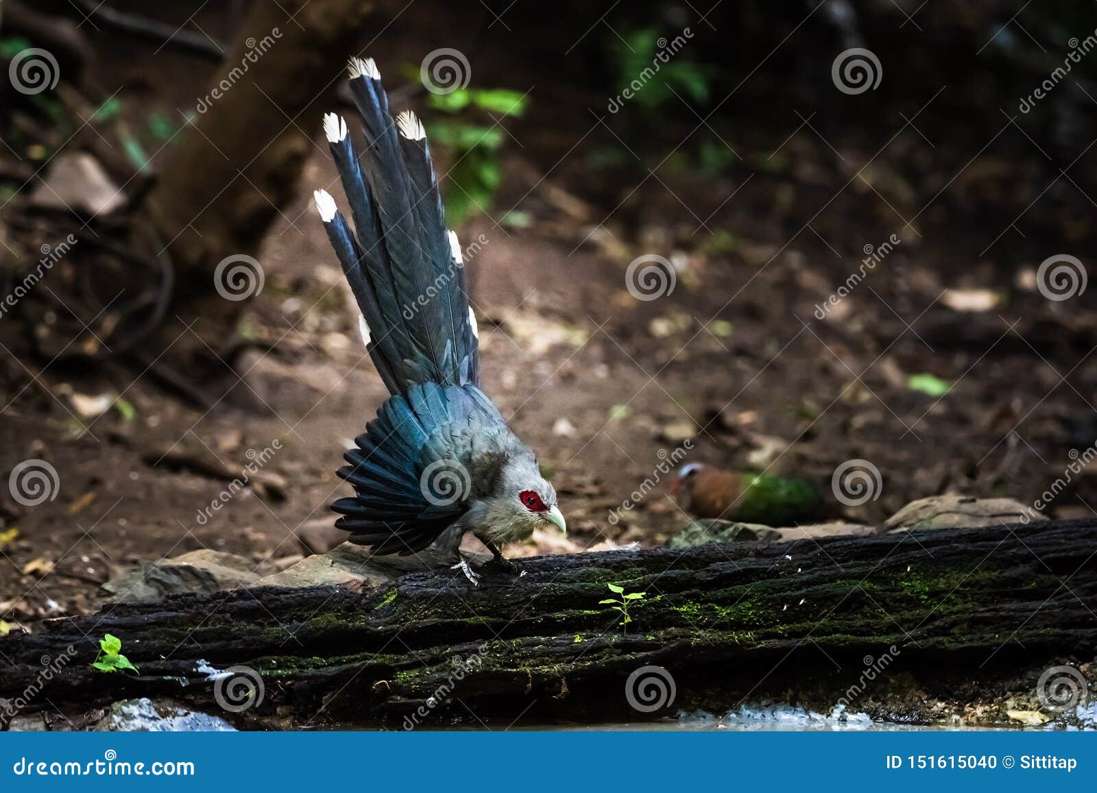 Green Billed Malkoha on Branch in the Forest Stock Photo - Image of ...