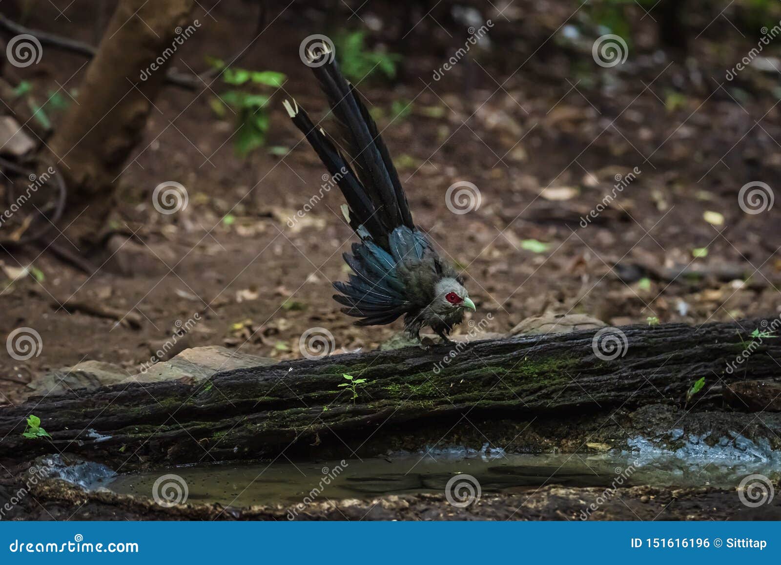 Green Billed Malkoha on Branch in the Forest Stock Photo - Image of ...