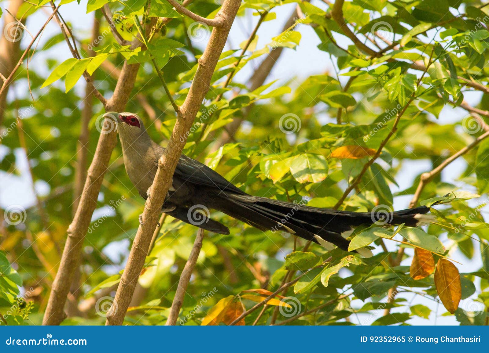 Green-billed Malkoha stock image. Image of long, little - 92352965