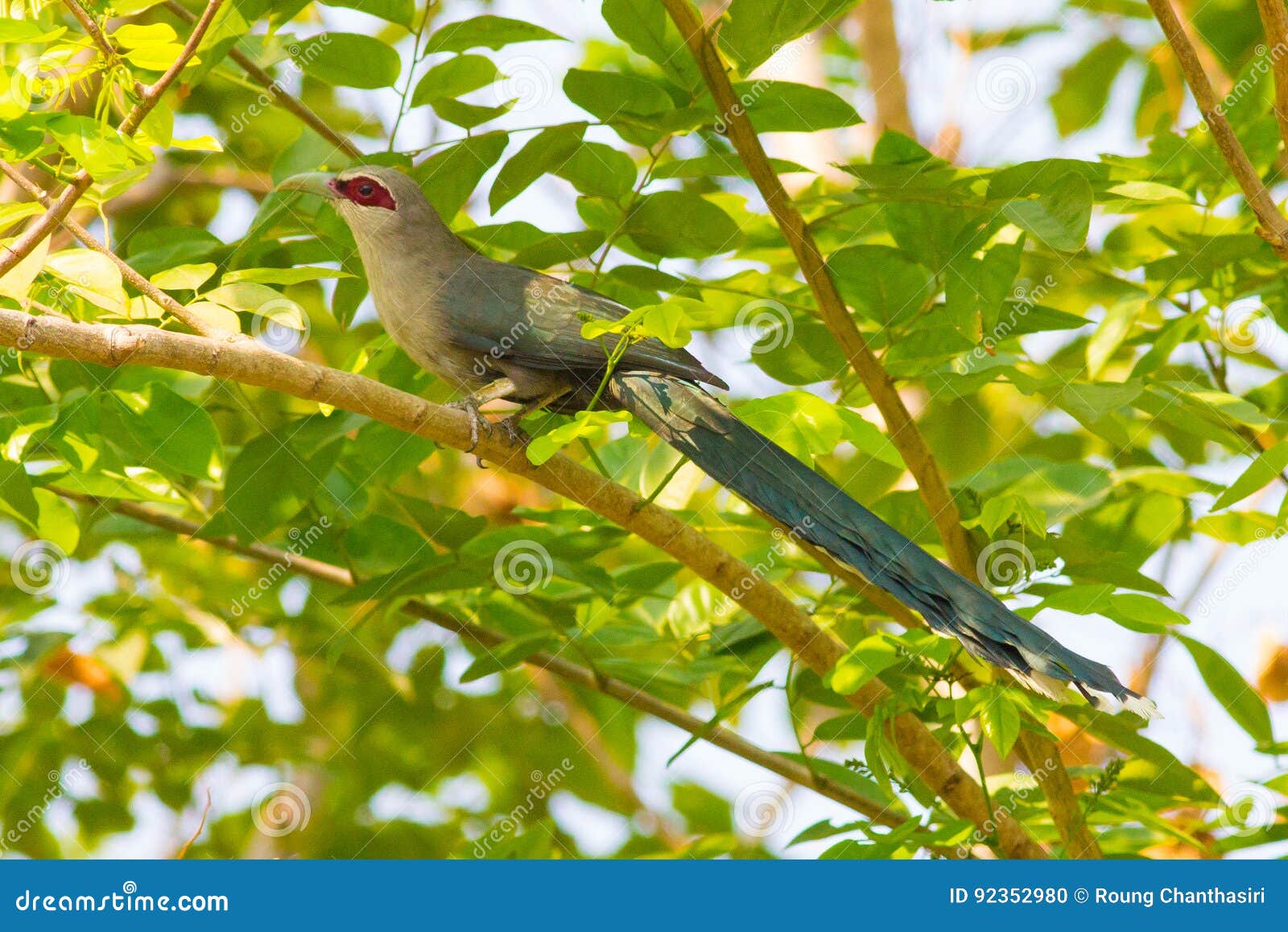 Green-billed Malkoha stock photo. Image of little, feather - 92352980