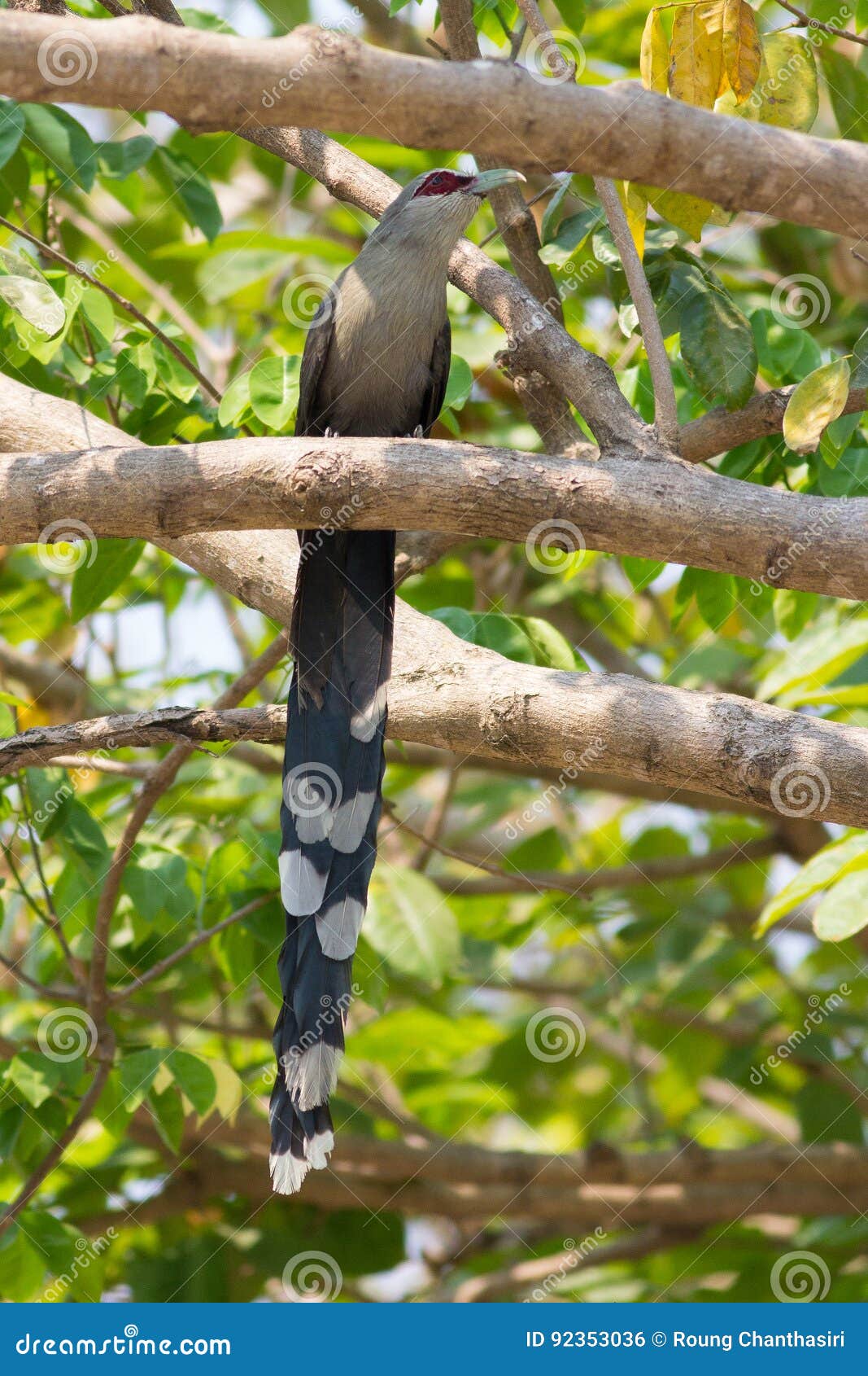 Green-billed Malkoha stock photo. Image of park, national - 92353036