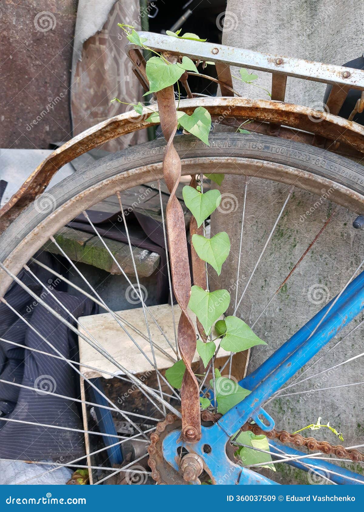 Green Bindweed Sprout Background Stock Photo | CartoonDealer.com #12321654