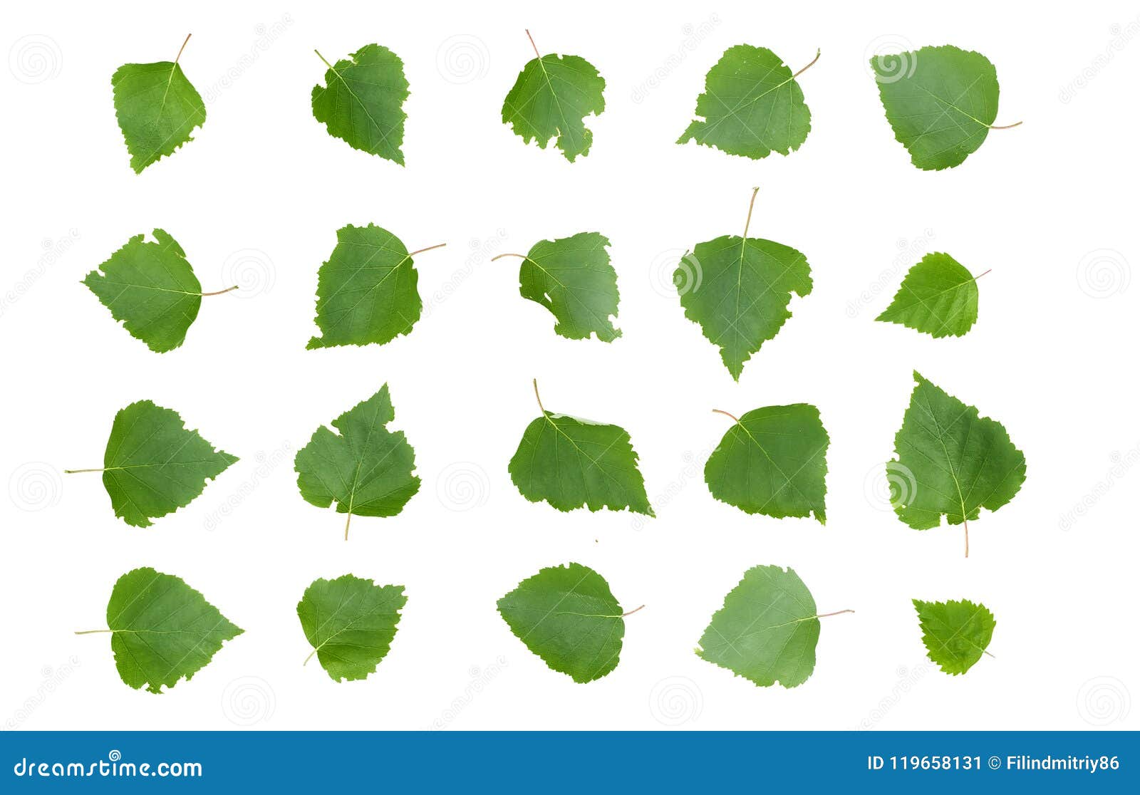 Birch tree leaves. stock image. Image of tree, collage - 119658131