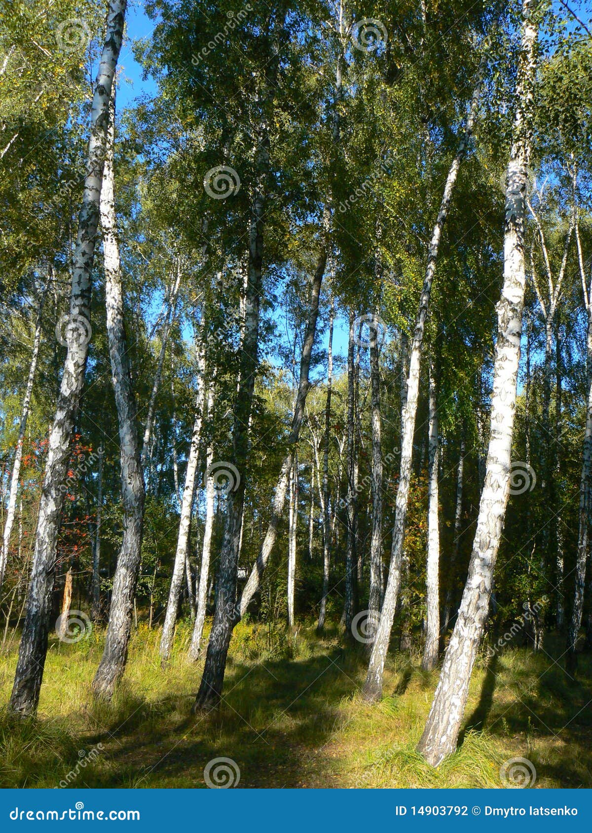Green birch forest stock photo. Image of copse, summer - 14903792