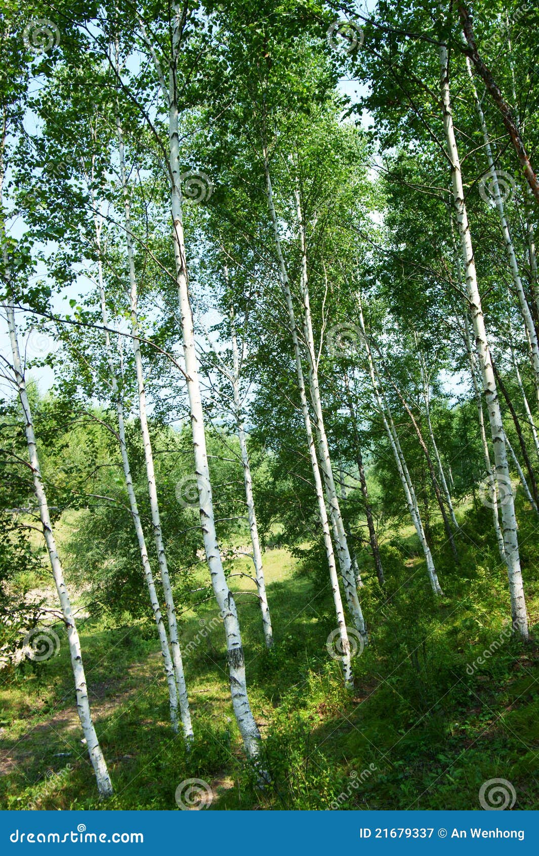 Green birch forest stock image. Image of fresh, life - 21679337